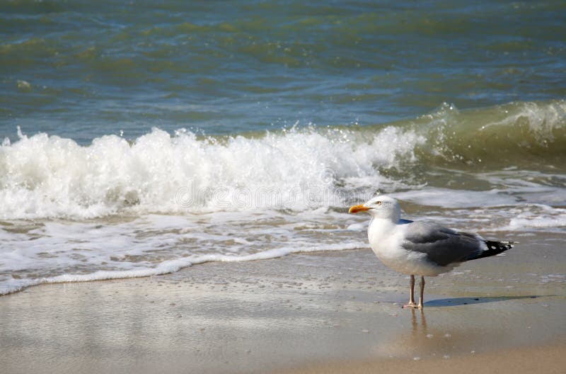Seagull and waves stock image. Image of blue, beach, vacation - 14319339