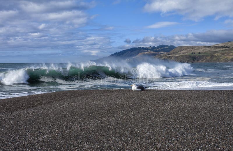 Seagull, Waves and beach stock photo. Image of background - 71972046
