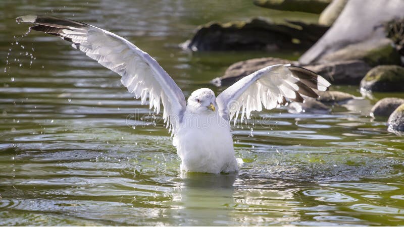 Seagull is Waving Its Wings Stock Photo - Image of gull, waving: 155190614