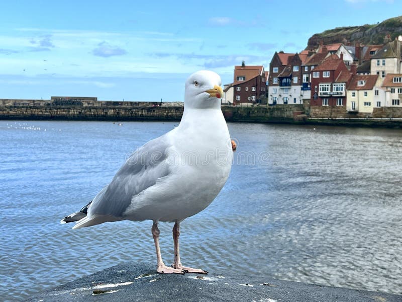 Seagull at Whitby stock photo. Image of harbour, danger - 273574466