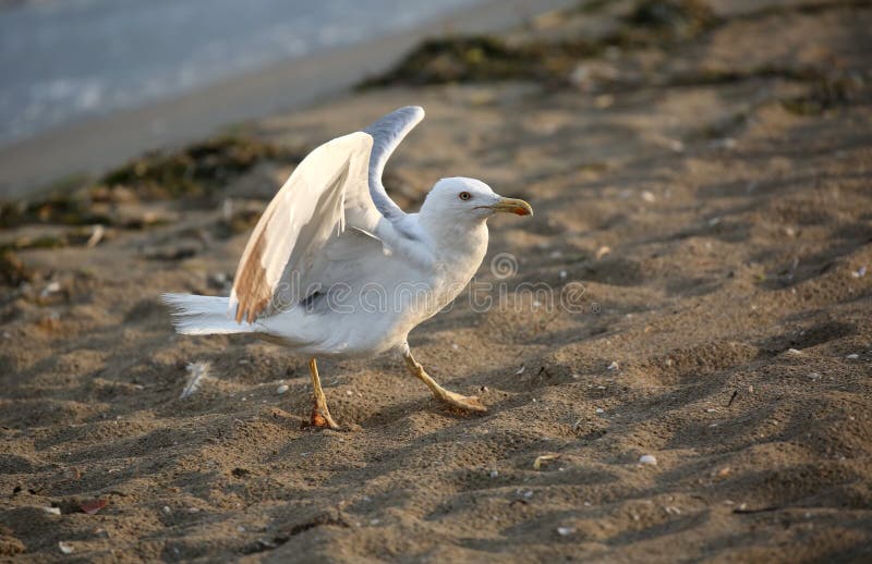 Seagull Paws in Venice, Italy Stock Image - Image of romantic, church ...