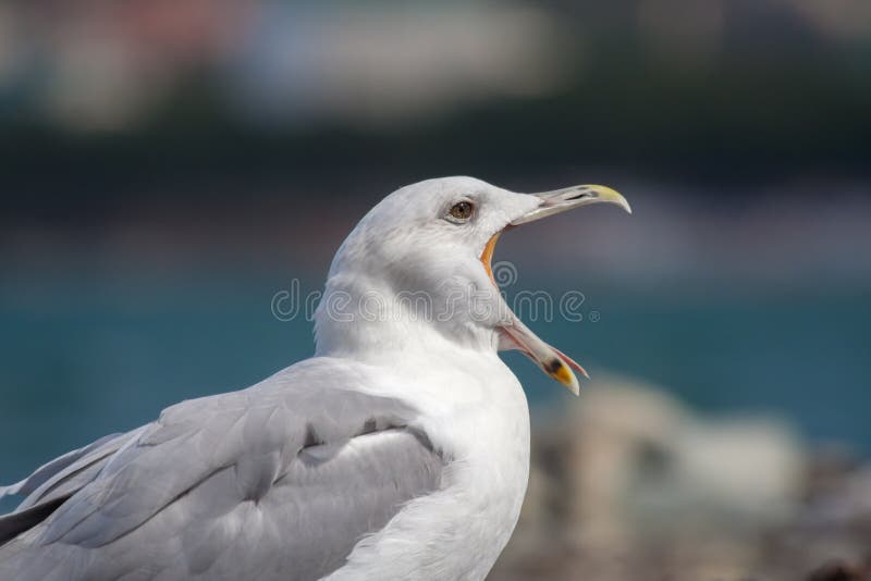 Seagull With Wide Open Beak Stock Image - Image of avian, feathers ...