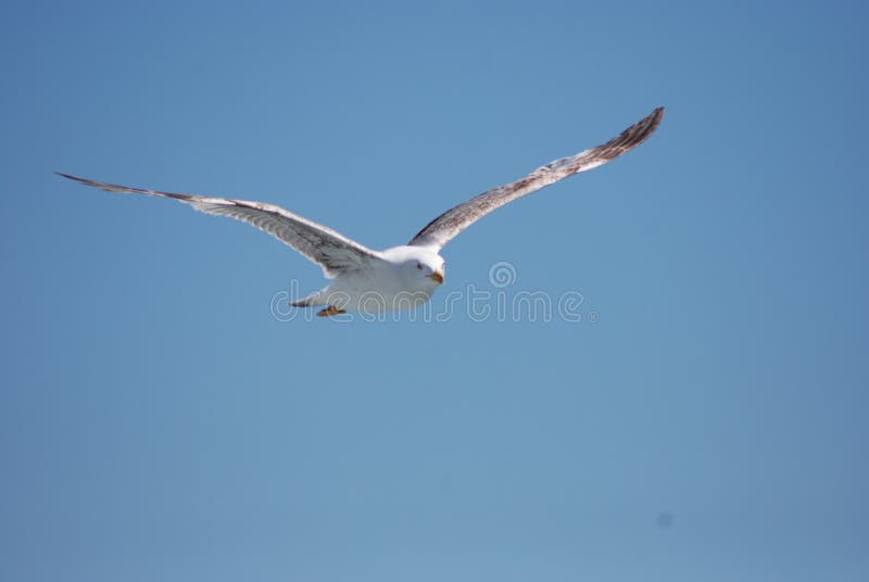 Seagull in the wind stock image. Image of freedom, peace - 14916825