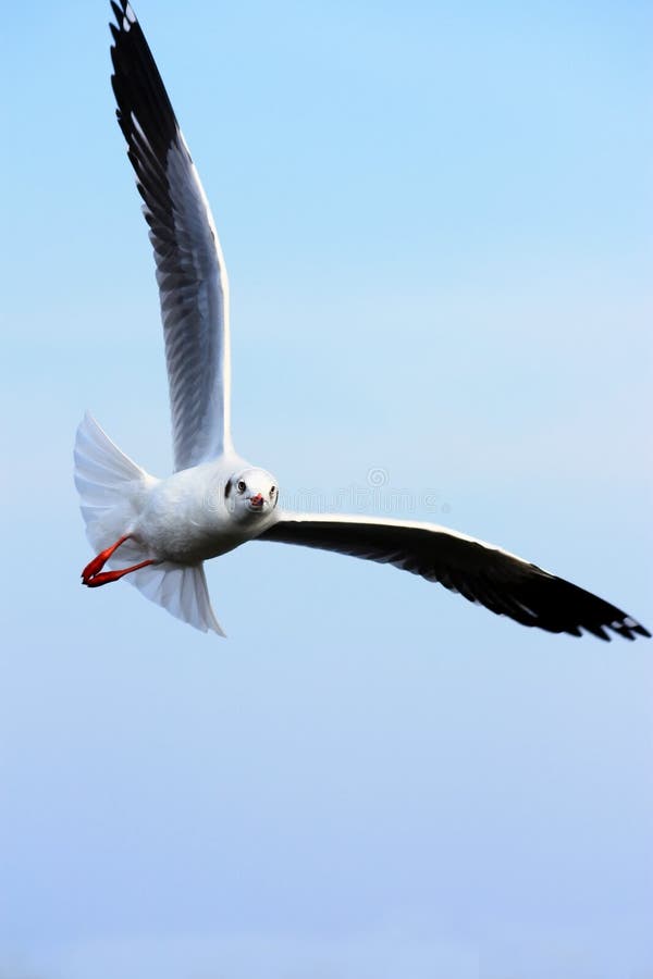 Seagull with Its Wing Spread at Dusk Stock Image - Image of beautiful ...