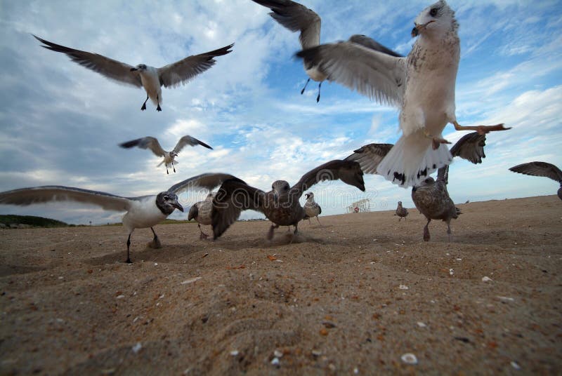 Seagull wings stock image. Image of competition, hungry - 6222647