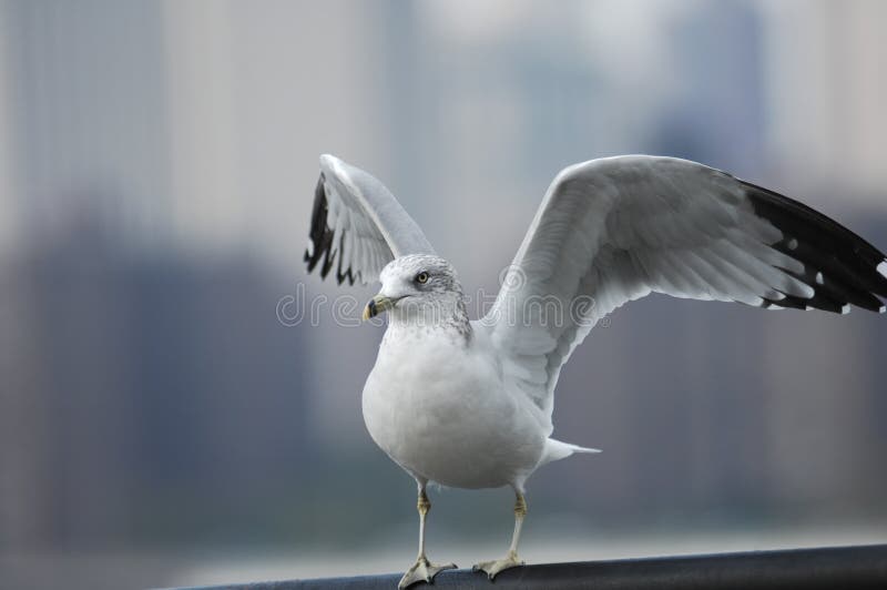 Seagull with Wings Open stock photo. Image of wind, seabird - 4847294