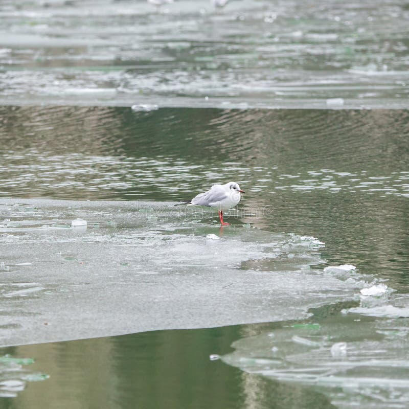 Seagull in winter stock image. Image of rough, reflection - 130984475