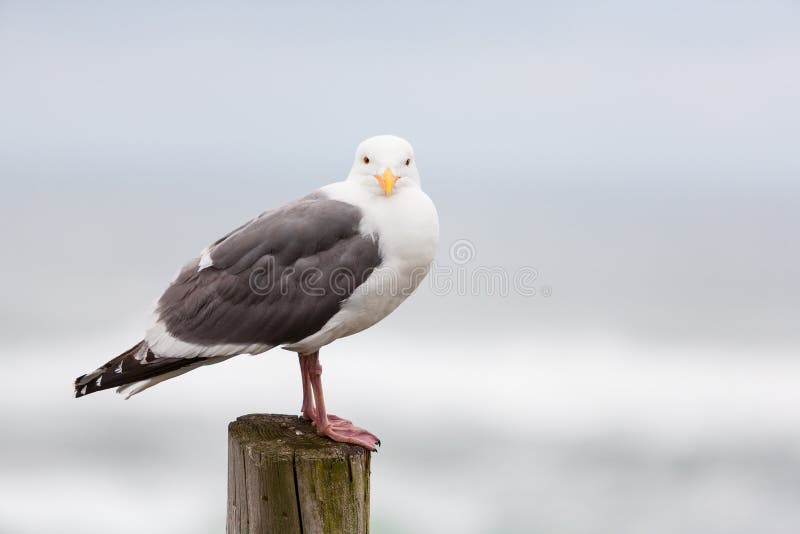 Seagull on wooden piling stock image. Image of stare - 76587461