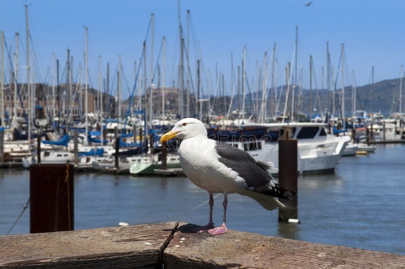 Seagull and yachts stock image. Image of close, sail - 25315267