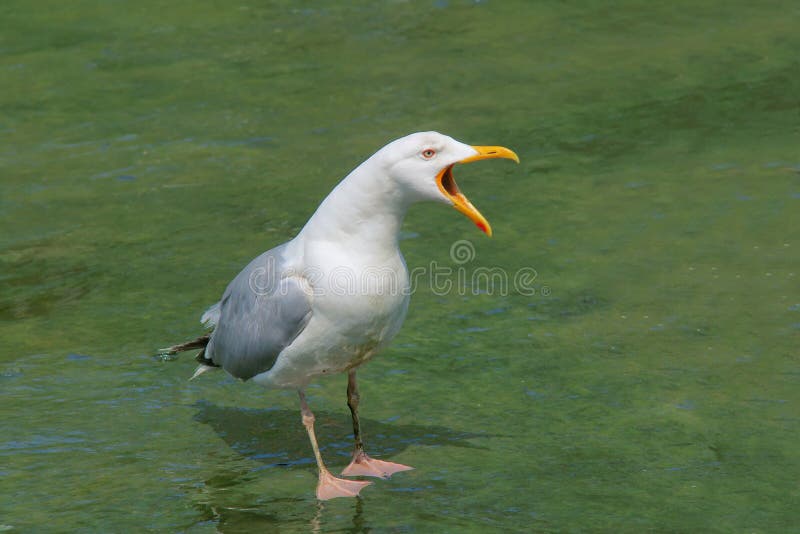 Yelling seagull stock photo. Image of shout, shouting - 91246360