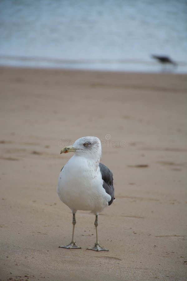 Seagull on the Yellow Sandy Beach Close Up Stock Photo - Image of ...