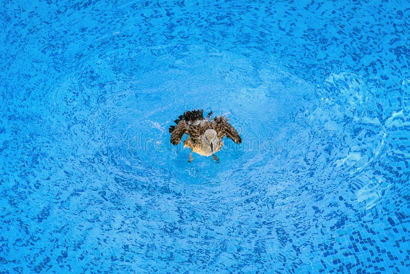 Seagull stock image. Image of gull, avian, outdoor, avifauna - 50040121