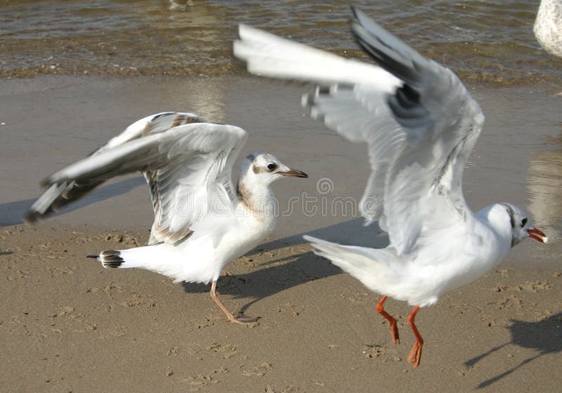Mad seagull stock image. Image of flock, flap, angry, coastline - 313561