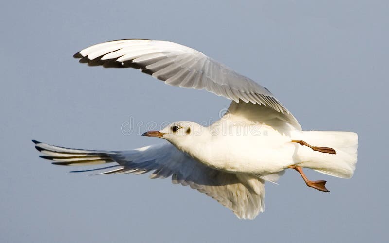 Seagull Flying Away stock image. Image of feathers, bird - 946709
