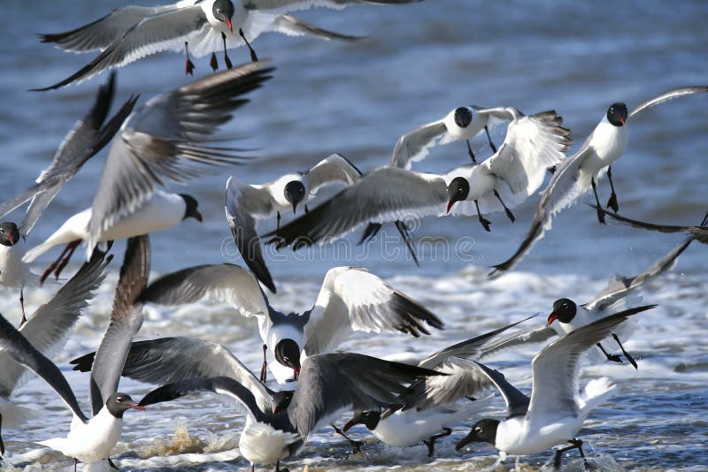 Seagulls stock image. Image of soar, water, animals, group - 4837057