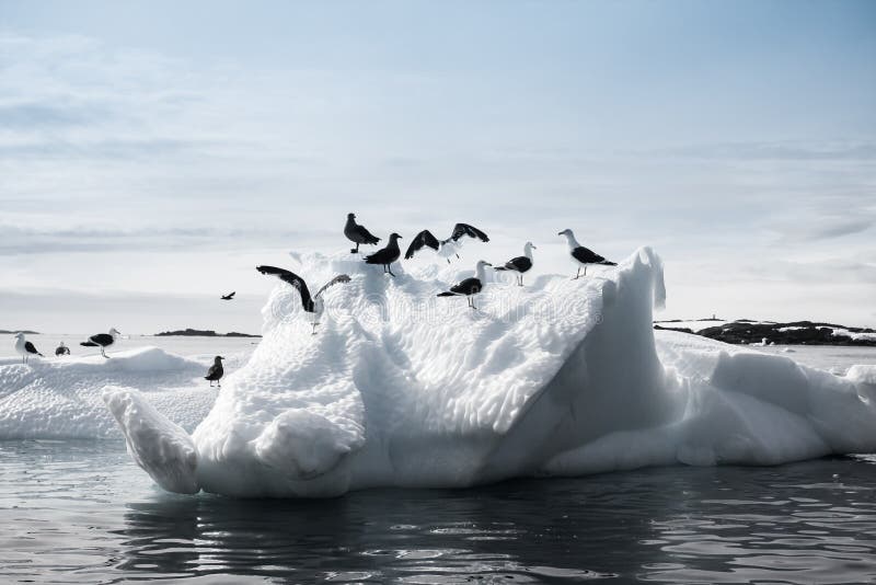 Seagulls in Antarctica stock photo. Image of horizon - 19305076