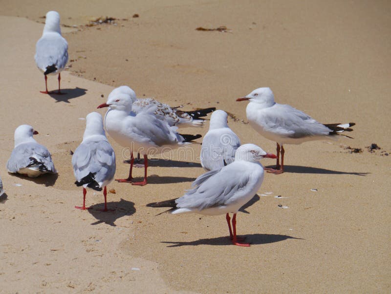 Seagulls on the Australian Sand Stock Photo - Image of australian ...