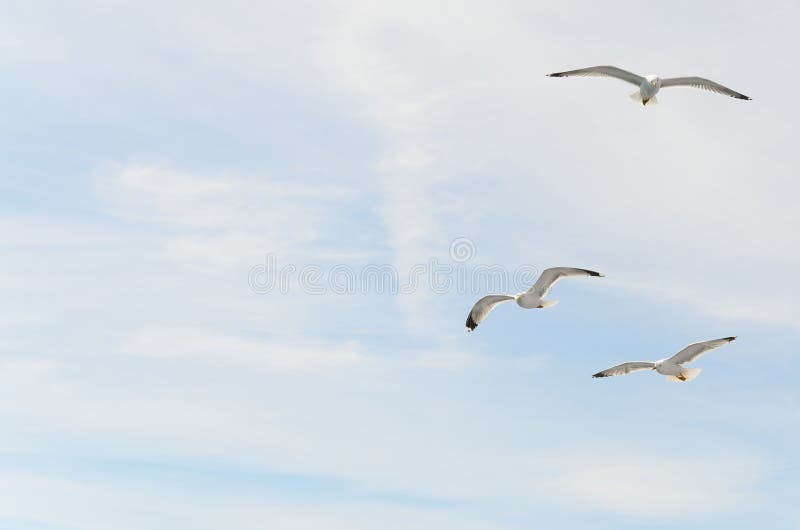 Seagulls background stock image. Image of background - 89410939