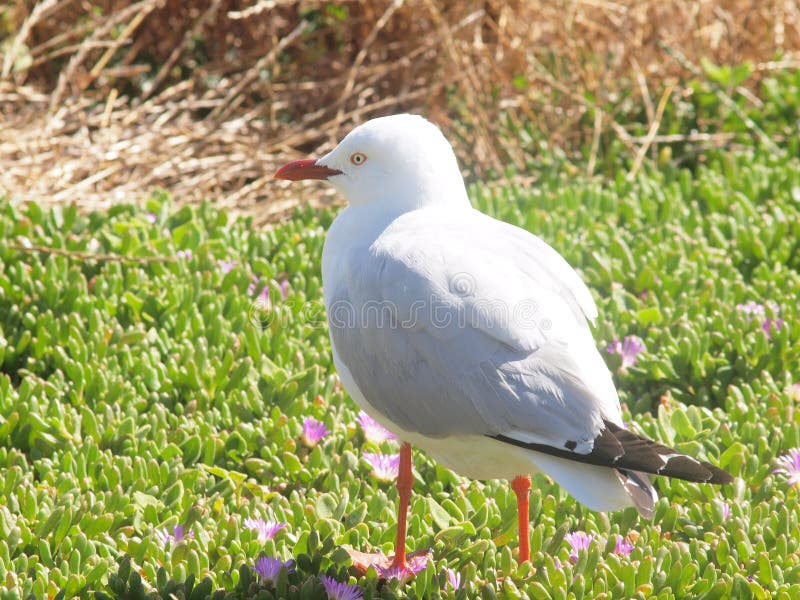 Seagulls stock image. Image of beach, seagull, seagulls - 53616471