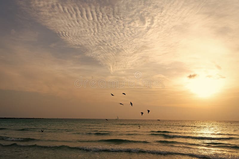 Seagulls in Beautiful Sundown Sky with Sea Water Stock Image - Image of ...