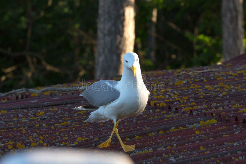 Seagulls are birds stock photo. Image of wildlife, bird - 52676438