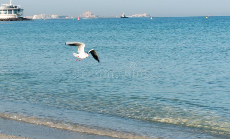 Seagulls Birds Flying Over the Ocean. Stock Image - Image of outdoor ...