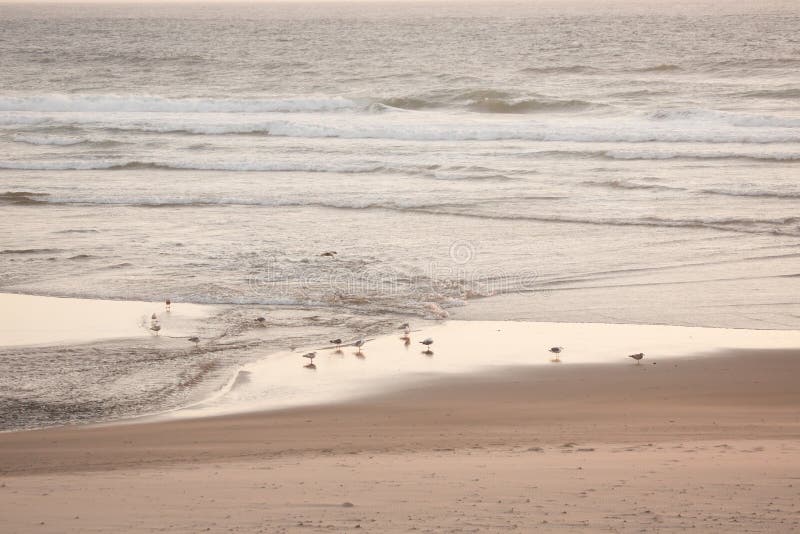 Seagulls at D River stock photo. Image of waves, horizon - 64531502