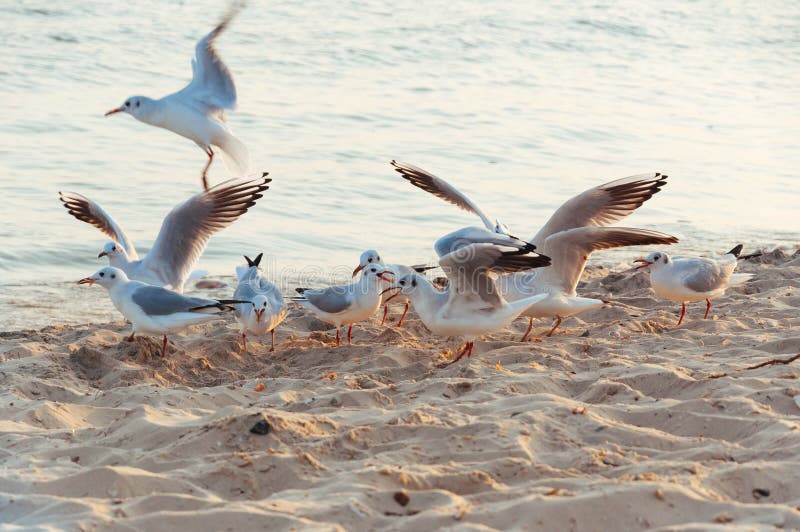 Seagulls Eat on the Seashore of the Beach on a Summer Stock Photo ...
