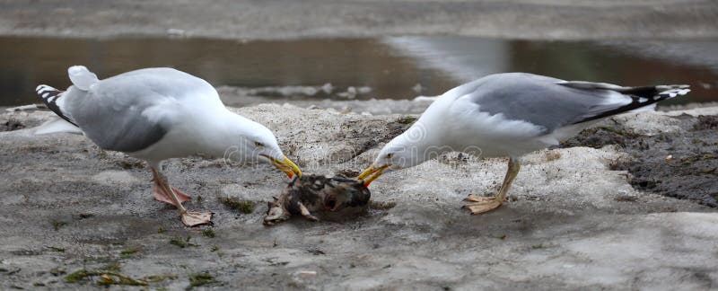 Seagulls eating a dead rat stock image. Image of food - 140295121