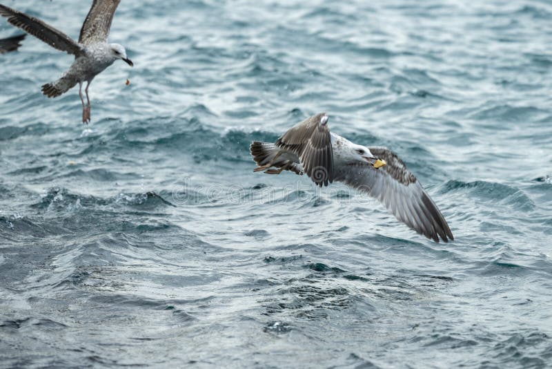 Seagulls eating food stock image. Image of waves, wings - 228147709