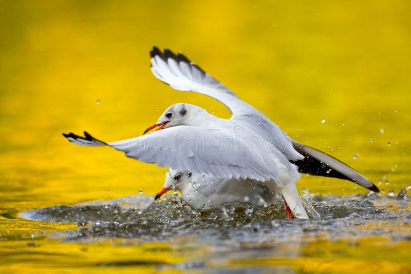 Seagulls fight stock photo. Image of action, reflection - 18226784