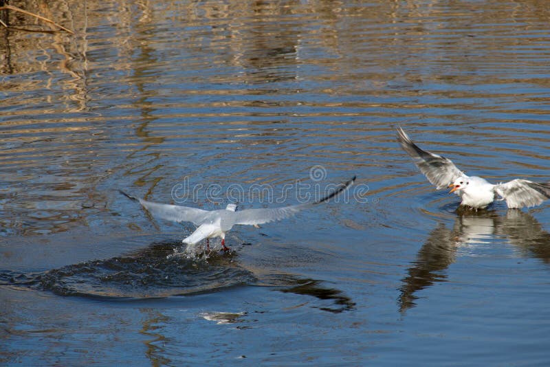Seagulls fight stock photo. Image of ducks, grey, danubeswans - 87526604