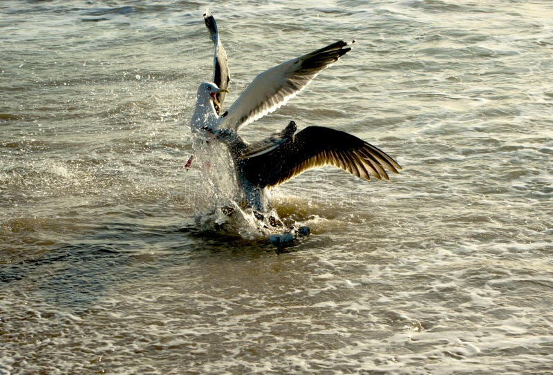 Seagulls fighting stock image. Image of animal, flying - 22711063
