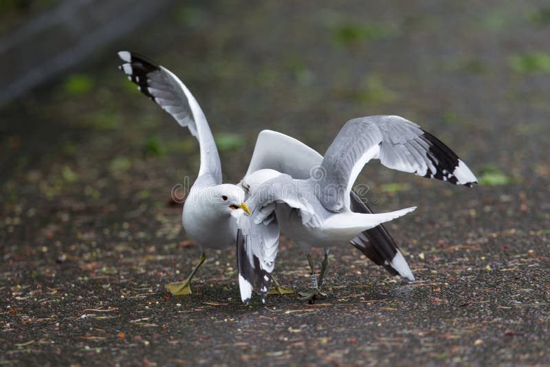 246 Attack Seagulls Stock Photos - Free & Royalty-Free Stock Photos ...