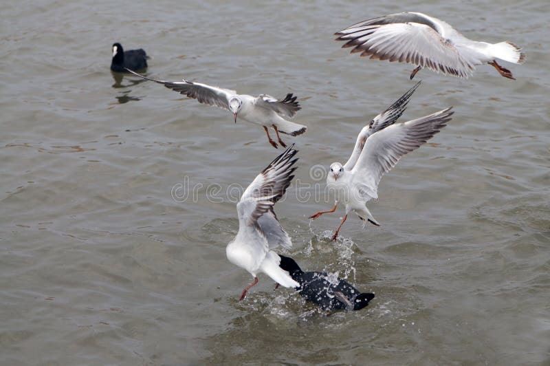 Seagulls Fighting Over A Crab In A Fishing Harbour. Stock Photo - Image ...
