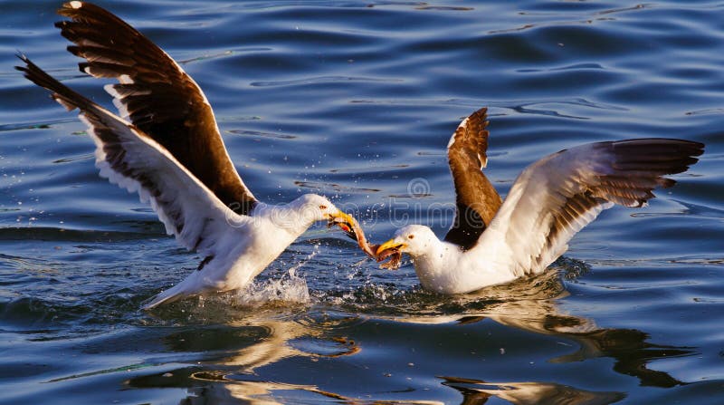 Seagulls Fighting for Food at the Sea Stock Photo - Image of animal ...