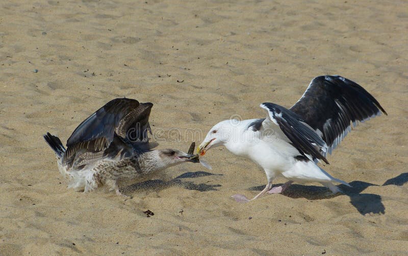 Seagulls Fighting Over an Eel on a Beach Stock Photo - Image of seabird ...