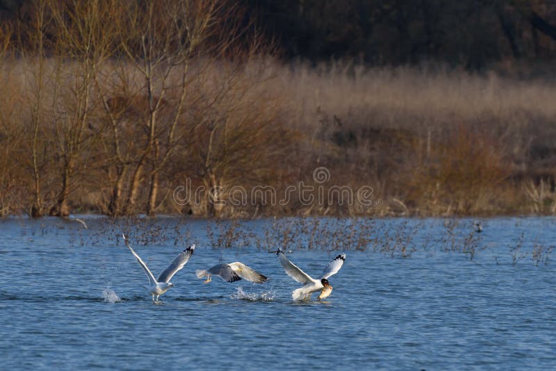 Seagulls Fish in the Wild. a Seagull with a Fish in Its Beak Stock ...