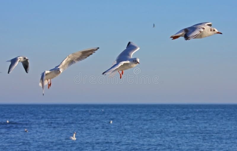 Seagulls in flight stock image. Image of blue, nautical - 22287383