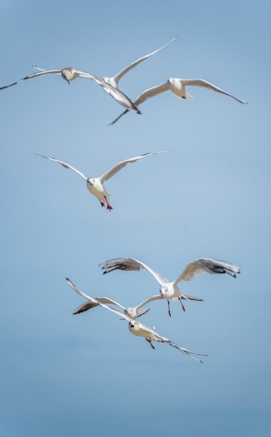 Different Angles of Sea Gulls Against the Sky Stock Photo - Image of ...