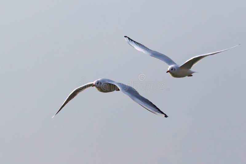 Seagulls in flight stock photo. Image of seagull, beak - 80627868