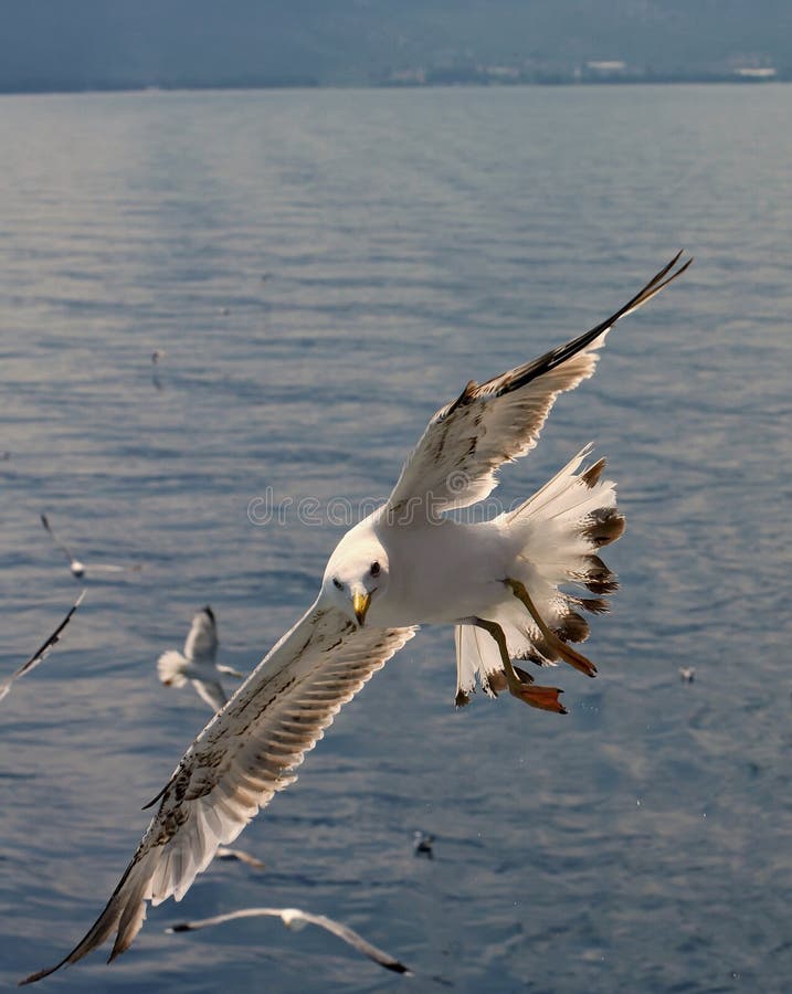 Seascape. Seagulls Flying and Aegean Sea - Thassos, Landmark Attraction ...