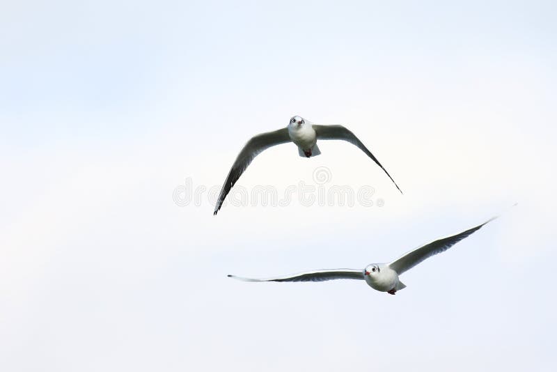 Seagulls in flight stock photo. Image of birds, skies - 74832446