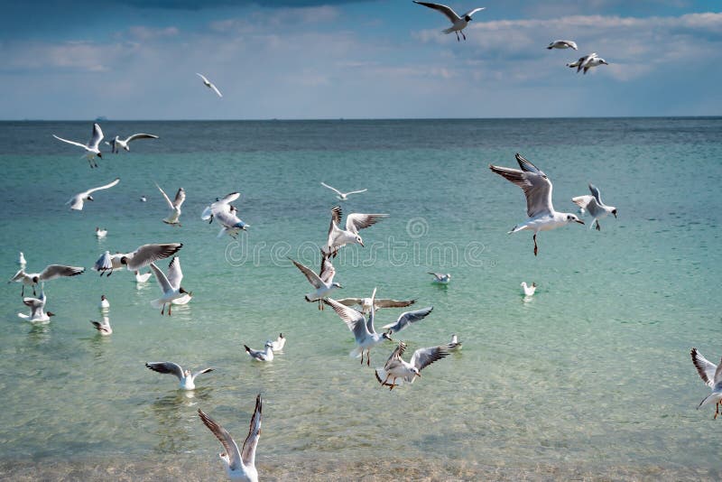 Seagulls are Float and Fly Over the Sea Surface Stock Photo - Image of ...