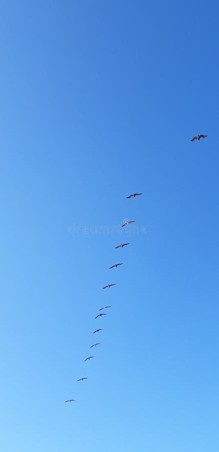 Seagulls Flying in a Flock on a Blue Sky Stock Image - Image of ...