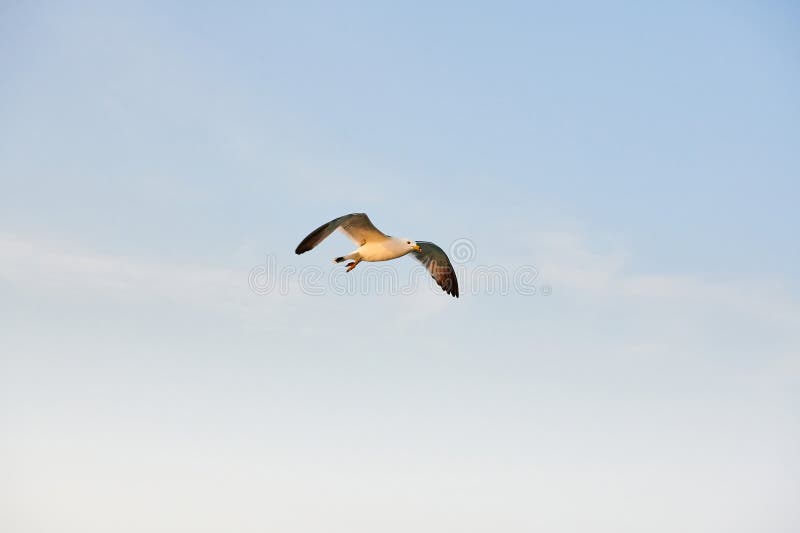 Seagulls Fly Freely in the Blue Sky Stock Image - Image of pair ...
