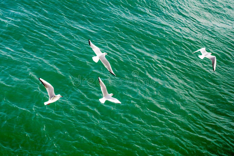 Seagulls Fly in Sky Over the Sea in Istanbul Stock Photo - Image of ...