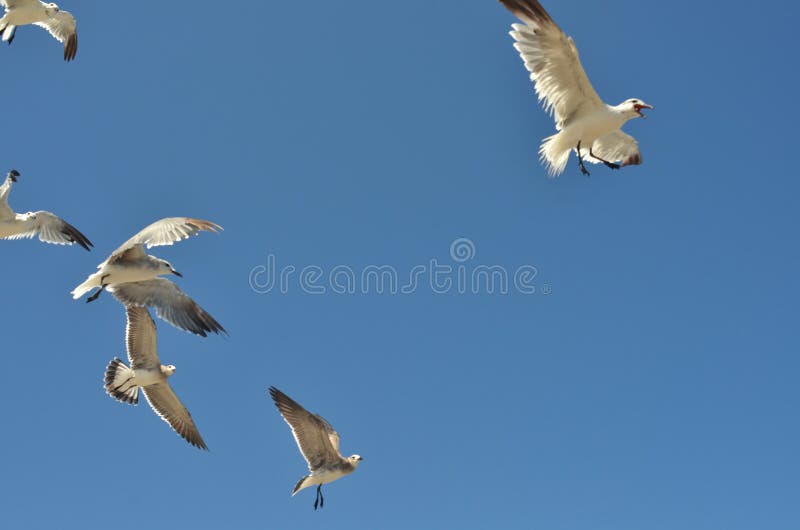 Seagulls in Flight at Seashore Stock Photo - Image of light, seagulls ...