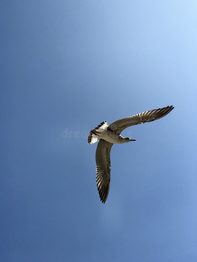 Seagull fly in the sky stock image. Image of ecology - 168428877