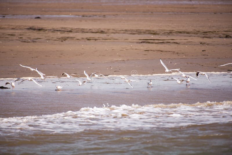 Seagulls flyin over beach stock photo. Image of flock - 259504010
